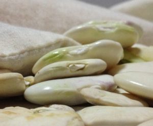 El Garrofón de la paella valenciana, en peligro de extinción ...